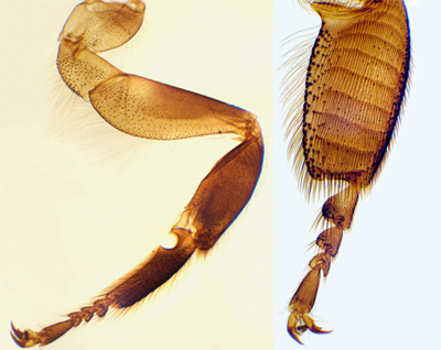Patas delantera y trasera de abeja, m.e. - Material de Laboratorio