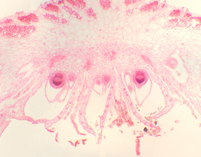 Arquegonio de Marchantia, s.l. - Material de Laboratorio