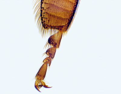 Pata de insecto polinizador, m.e. - Material de Laboratorio